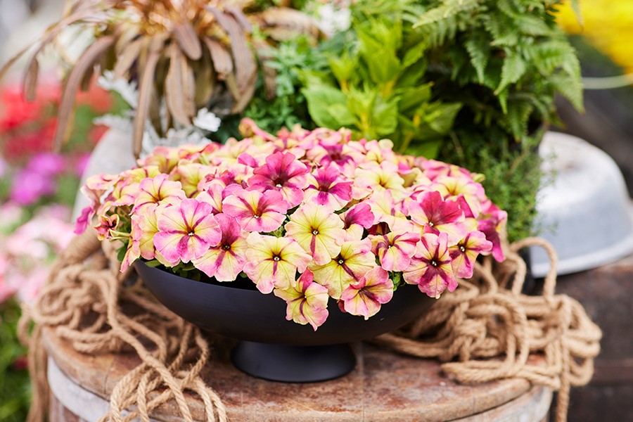 Hem Genetics B.V. | Part of Hem Group