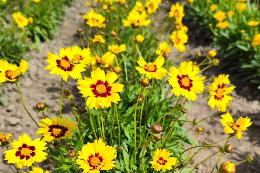 Hem Genetics B.V. | Part of Hem Group