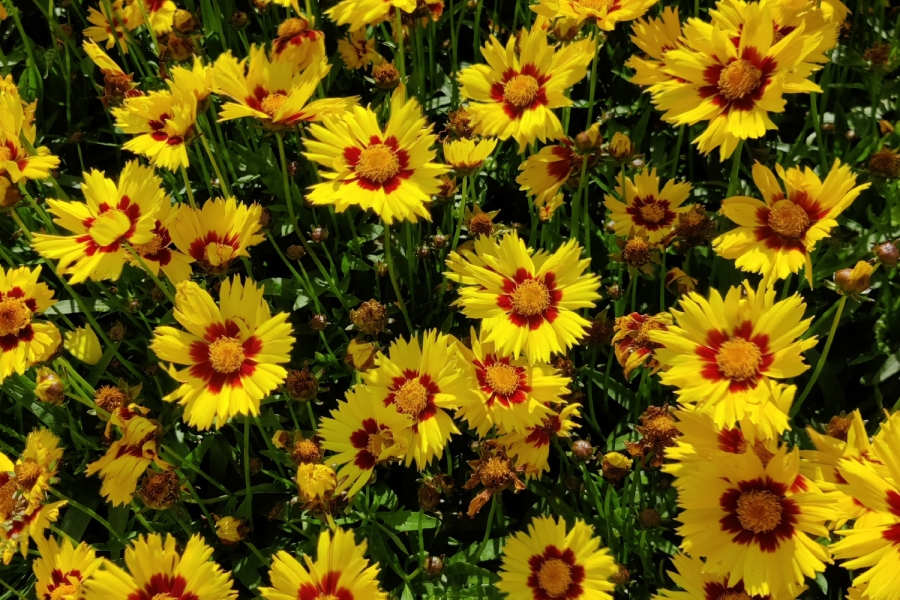 Hem Genetics B.V. | Part of Hem Group