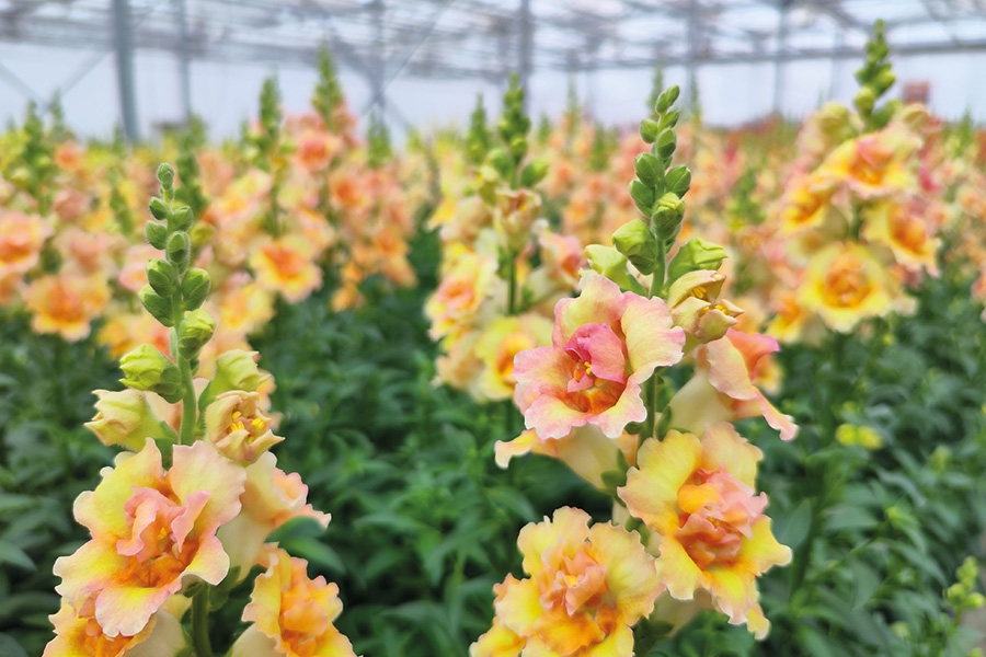 Hem Genetics B.V. | Part of Hem Group