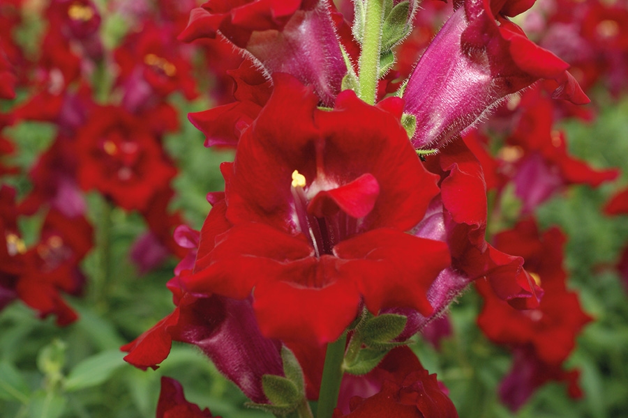 Hem Genetics B.V. | Part of Hem Group