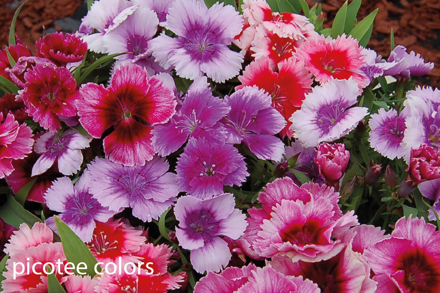 Hem Genetics B.V. | Part of Hem Group