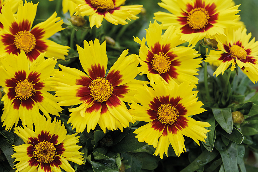 Hem Genetics B.V. | Part of Hem Group