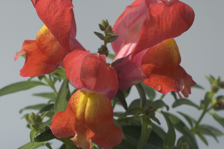 Hem Genetics B.V. | Part of Hem Group