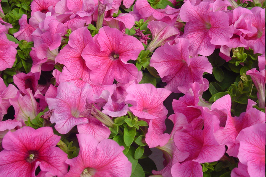 Hem Genetics B.V. | Part of Hem Group