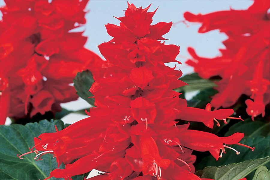 Hem Genetics B.V. | Part of Hem Group