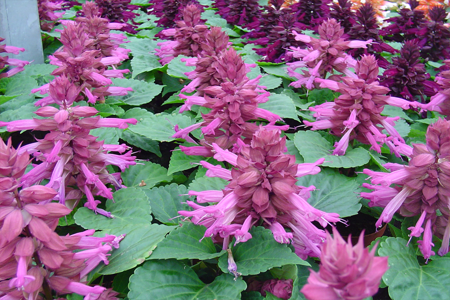 Hem Genetics B.V. | Part of Hem Group