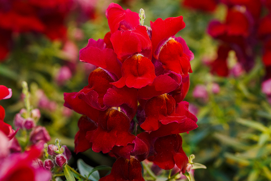 Hem Genetics B.V. | Part of Hem Group