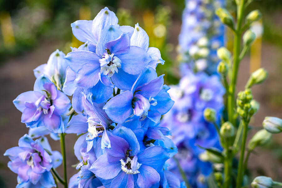 Hem Zaden B.V. | Part of Hem Group